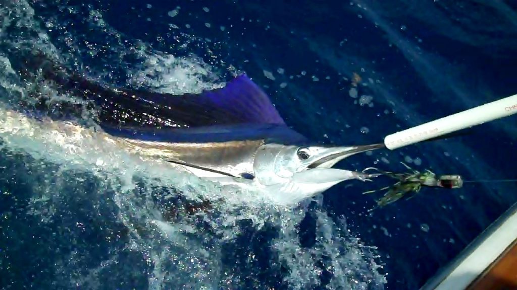 2011 Fishing Video – Mariner Consulting Services