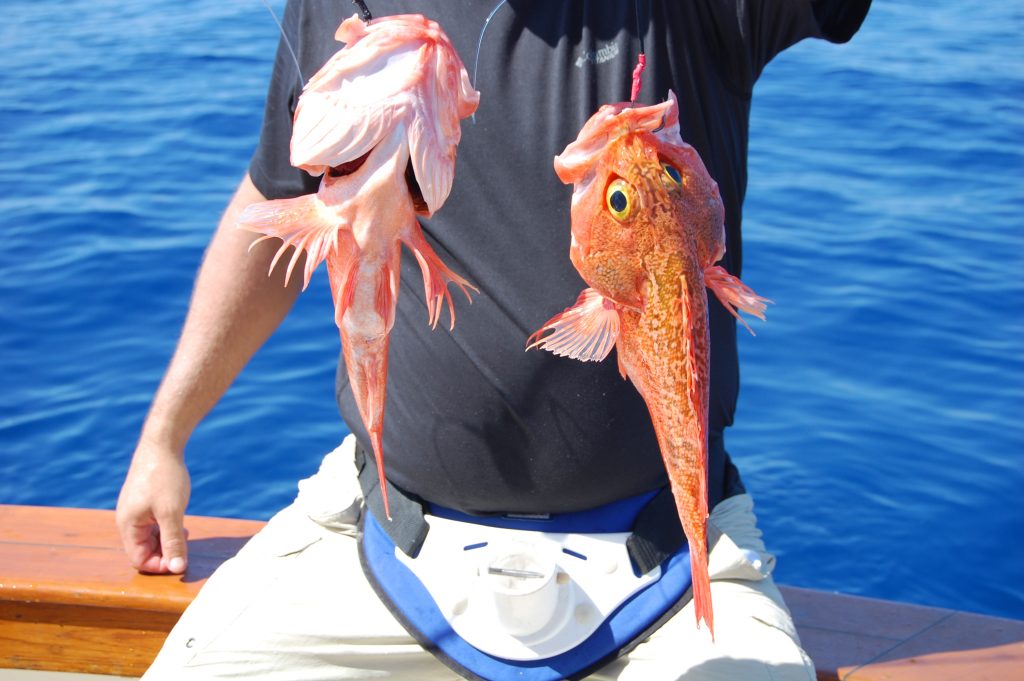 Blackbelly Rosefish – Mariner Consulting Services